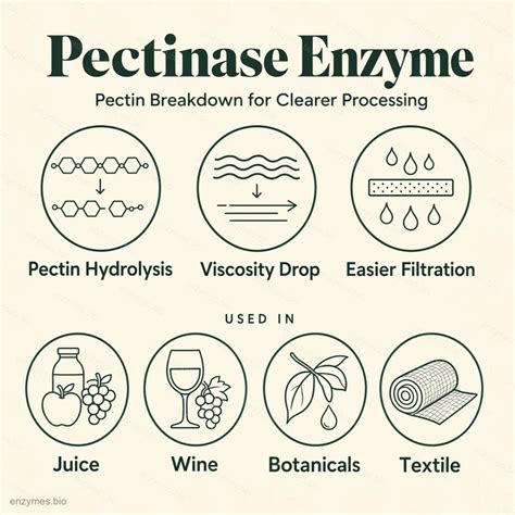 Pectinase Enzyme Powder 200000 Uml Cas 9014 01 1