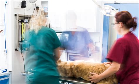 Hiring Head Veterinary Nurse Isabelle Vets Guernsey