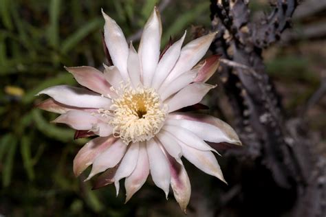 Chihuahuan Desert Cactus