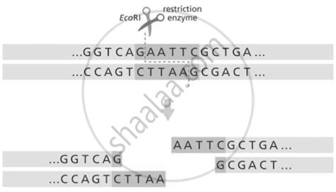 Ecorl Has Played Very Significant Role In R Dna Technology Explain