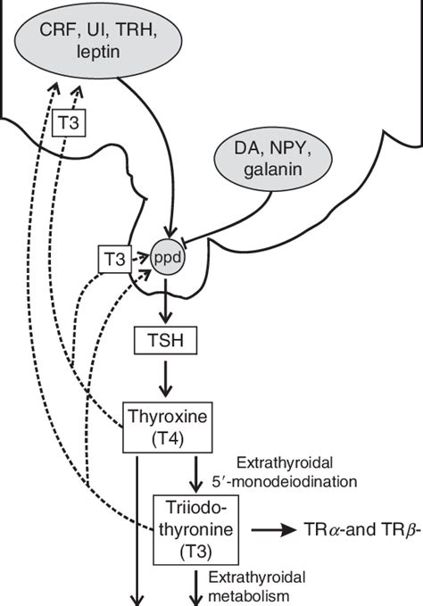 3 Overview Of The Major Factors That Avect Thyroxine Secretion From