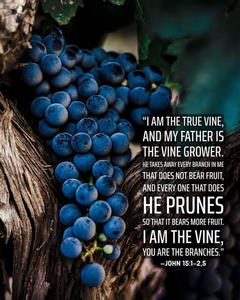 The True Vine Bearing Fruit And Growing In Christ