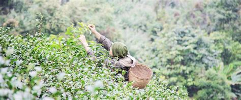 Het Productieproces Van Oolong Thee Oolong Thee Info