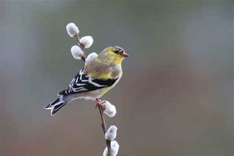 American Goldfinch Size Diet Habitat And Facts Britannica