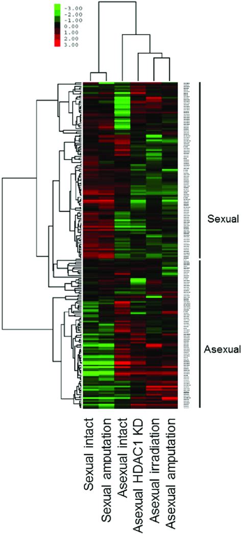 Heatmap Of Total Mirnas In Sexual Intact Amputation Asexual Intact