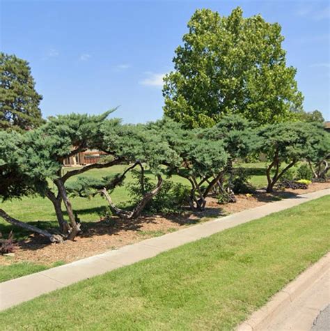 What Kind Of Juniper Is This Zone 7a Kansas Rwhatsthisplant