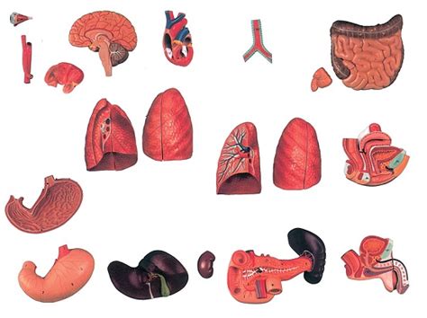 Modellino Torso Dual Sex In Scala 11 25 Parti Dim 23x33xh90 Cm