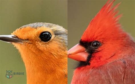 Robin Vs Cardinal Key Differences In Sounds Eggs And Behavior
