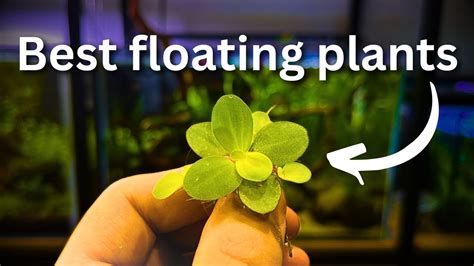 Best Floating Plants For Beginners At Piper Armit Blog