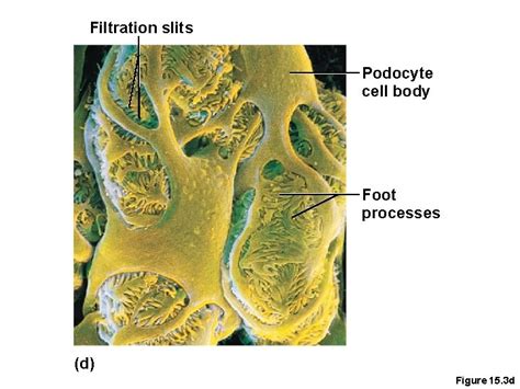 Functions Of The Urinary System Elimination Of Waste