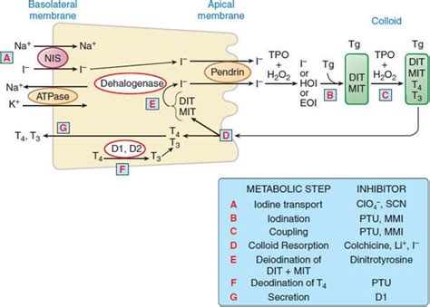 Thyroid Hormone Synth