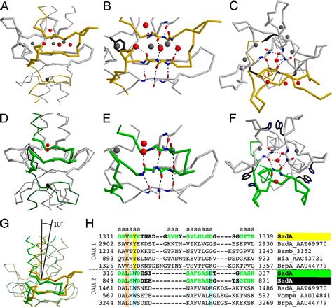 Complete Fiber Structures Of Complex Trimeric Autotransporter Adhesins Conserved In