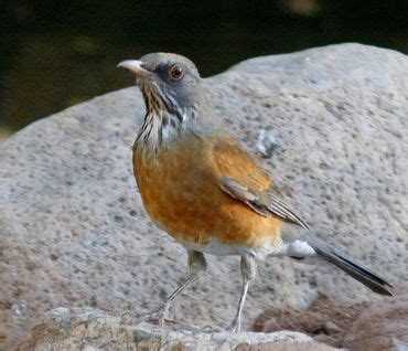 Our Endemic Species