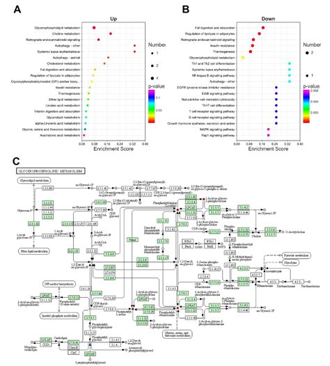 Lipidomics Pathway Analysis Service Mtoz Biolabs