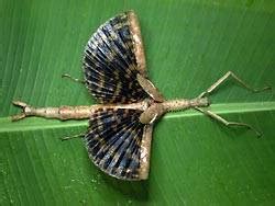 La Evolución Del Insecto Palo Casaresblog