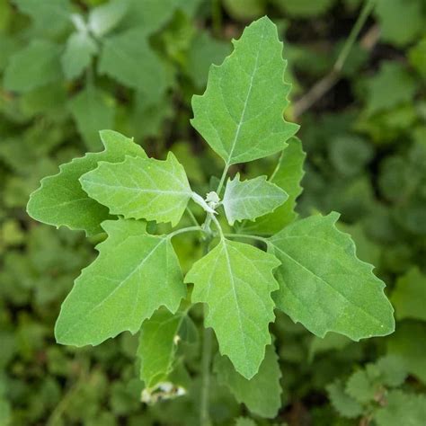 Wild Spinach Power 10 Health Benefits Of Lambs Quarters You Should Know News