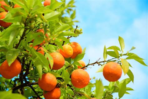 Navel Orange Tree Care How To Grow And Harvest These Super Sweet