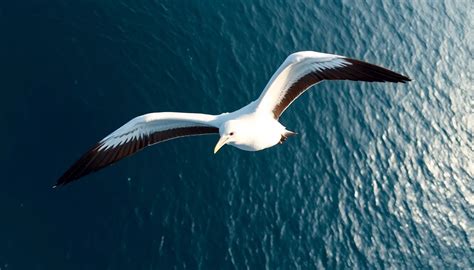 Albatross Bird 7 Amazing Facts About The Oceans Master Glider 2026