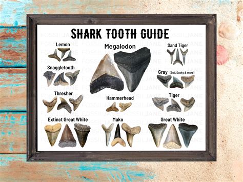 Shark Tooth Identification Guide Instant Download Fossil Id Card Digital Download Etsy