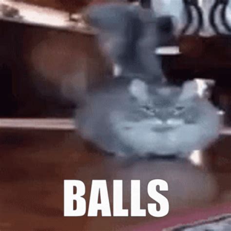 Hover Cat 