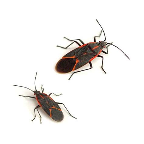 Boxelder Bug Identification Habitat And Behavior The Bug Man