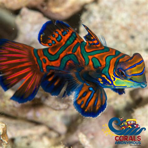 Green Mandarin Dragonet Goby