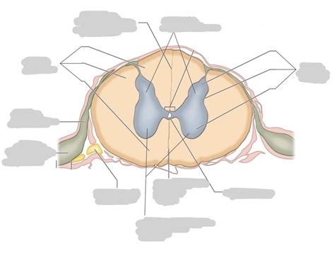 Spinal Cord Diagram Quizlet