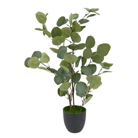 Planta Cpote 60x40x60cm