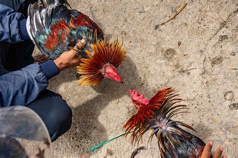 Men Training Their Gamecocks For Fight