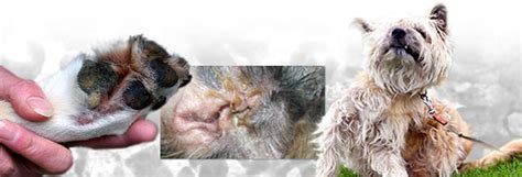 Can Humans Catch Malassezia From Dogs