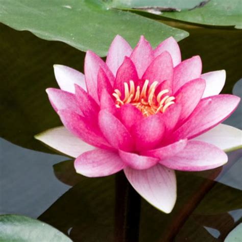 Kamal Flower