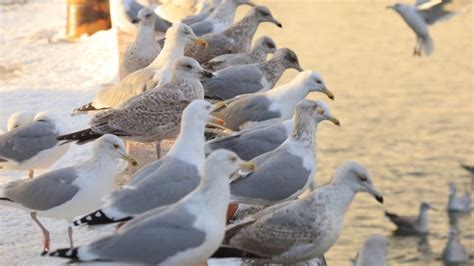 Hybrid Gulls Prove Migration Patterns Are Genetically Driven Polish