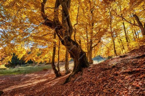 Premium Photo Sun Rays Through Autumn Trees Natural Fall Landscape In