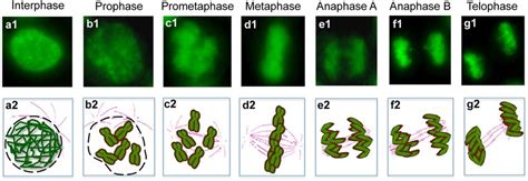 Chromosome Behavior In The Various Stage Phases Of Cell Division