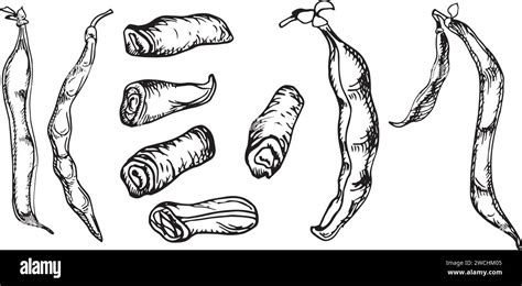 Set Of Black String Bean Plant Vector Illustration Isolated On White