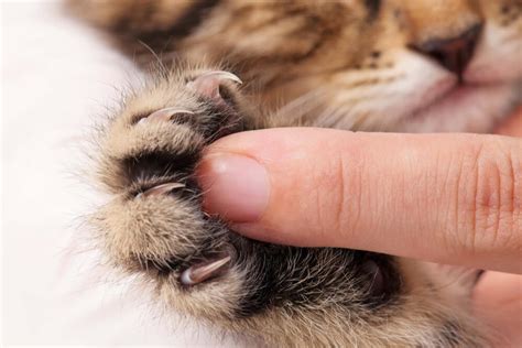 Declawing Cats What You Need To Know