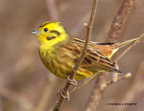 Raw Birds Yellowhammer