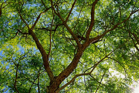 What Is A Rosewood Tree Rosewood Essential Oil Hardscape