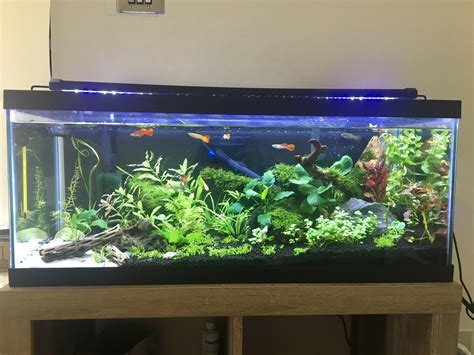 My 20 Gallon Long Planted Tank Raquariums
