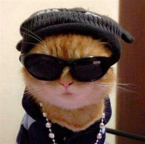 Pin By Martita Sepulveda Huidobro On Cats With Hats Pretty Cats Cat