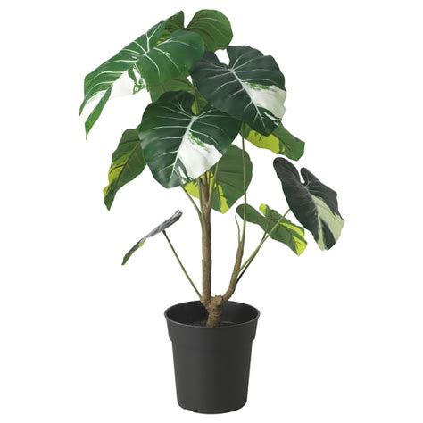 Fejka Konstgjord Krukväxt Inom Utomhus Alokasia 19 Cm Ikea