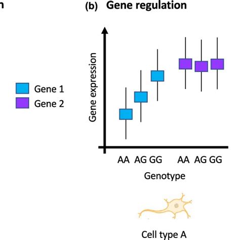 Cell Type Gene Specificity Defined By Gene Regulation A Based On