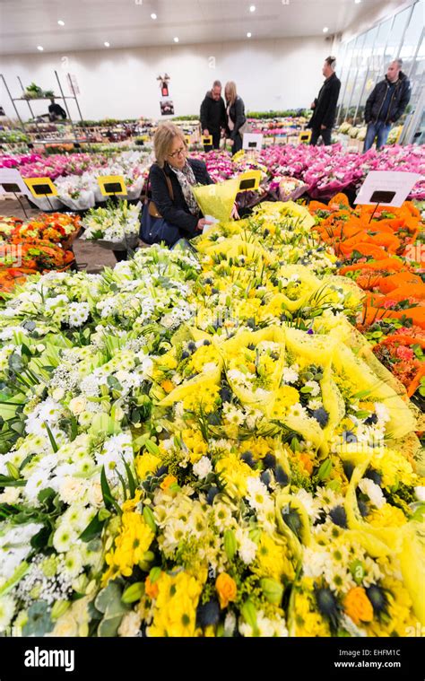 Bedfordshire Uk 13th March 2015 A Mass Of Colourful Flowers Are On