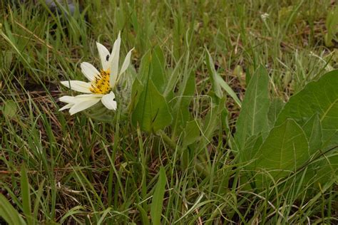 Sunflower Mule Ears Search Native Plant Hub