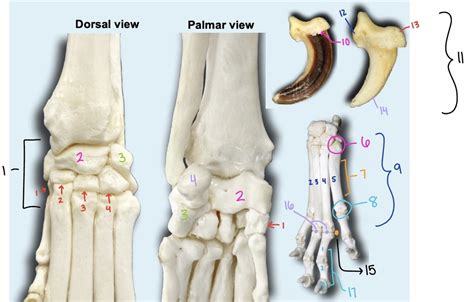 Manus Diagram Quizlet