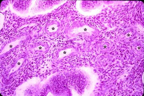Stratum Functionalis