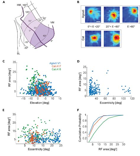 Figure 1 From Spatial Clustering Of Orientation Preference In Primary Visual Cortex Of The Large