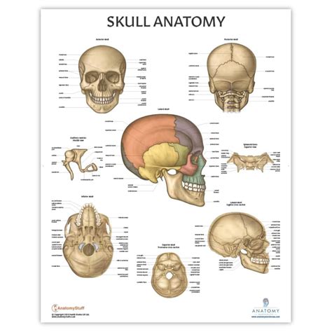 Anatomy Posters Trigger Point Anatomy Lab S Ii Poster Laminated Chart