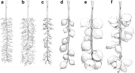 Stages Of Flower And Nut Development On A Raceme In Macadamia A