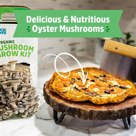 Back To The Roots Organic Pearl And Golden Oyster Mushroom Grow Kit